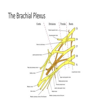The Brachial Plexus.pptx