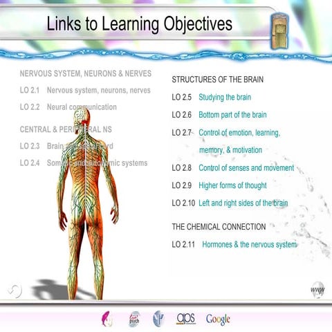 The Brain | PPT