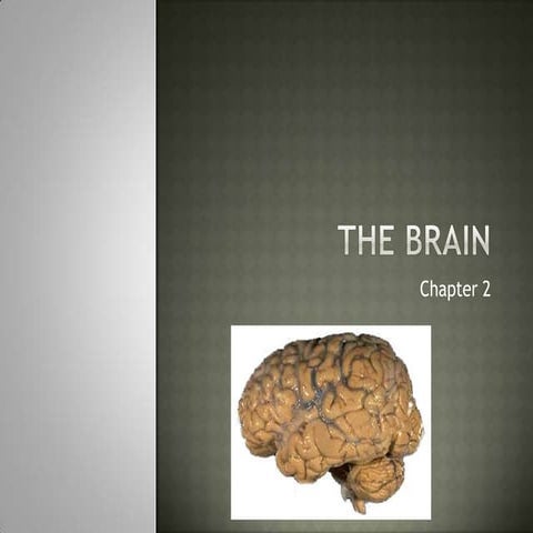 The brain | PPT