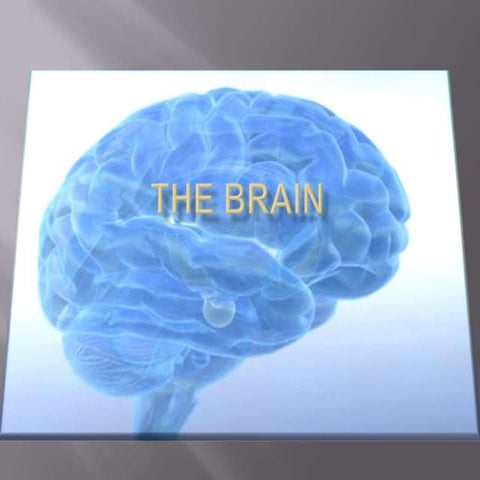 The Brain | PPT