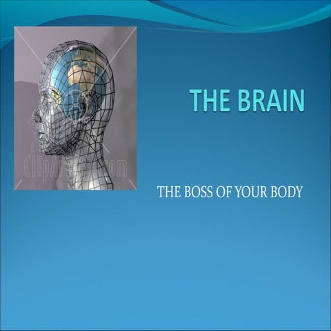 The brain | PPT