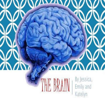 The brain | PPT