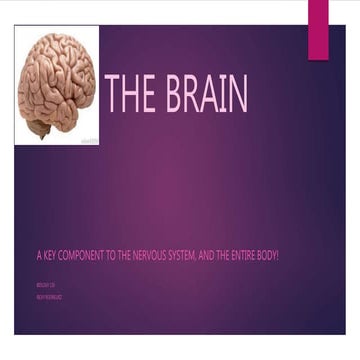 HOW THE BRAIN WORKS .pptx
