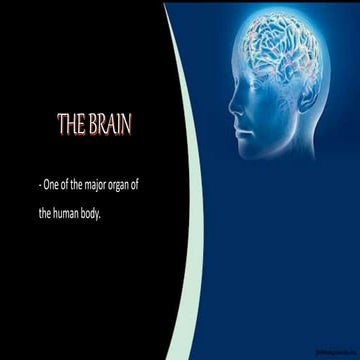 The brain | PPT
