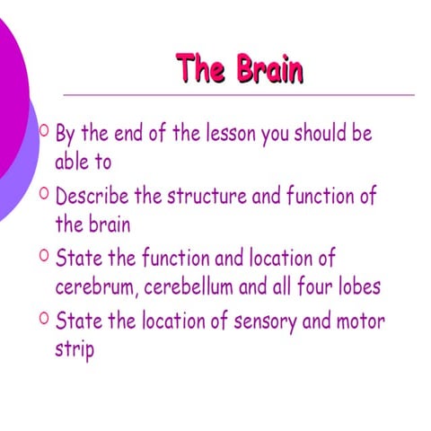 The brain | PPT