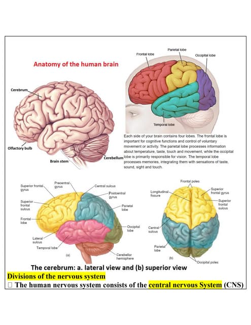 Nervous System- Comparative account of Brain.pdf