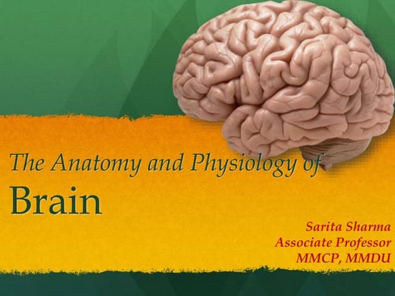 The Human Brain, Its Parts and Functions | PPTX | Brain and Nervous ...