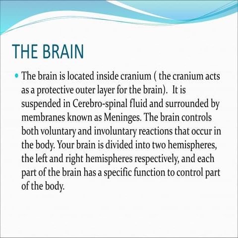 the_brain structure and function of the body.ppt
