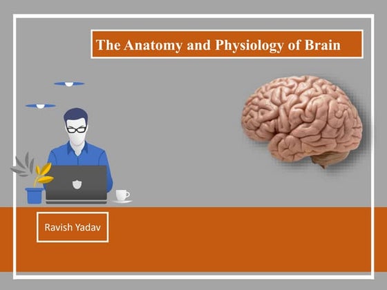 The Human Brain, Its Parts and Functions | PPTX | Brain and Nervous ...