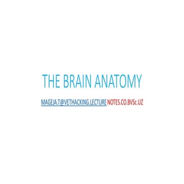 THE BRAIN ANATOMY in animals veterinary.pdf