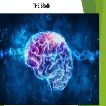 The brain is the control center of the body. It is part of the central ...