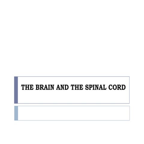 The brain and the spinal cord | PPTX