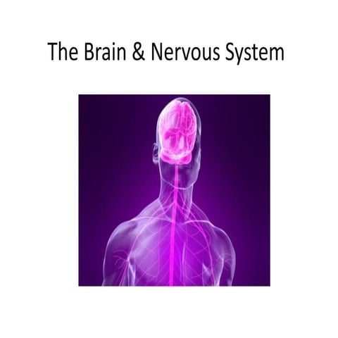 The Brain & Nervous system | PPT