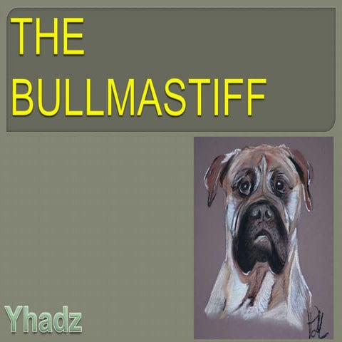 The bullmastiff | PPT