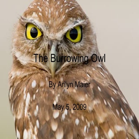 The burrowing owl ppt | PPT