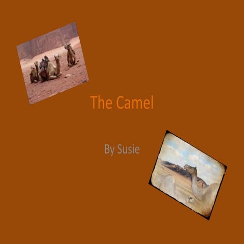 The Camel | PPT