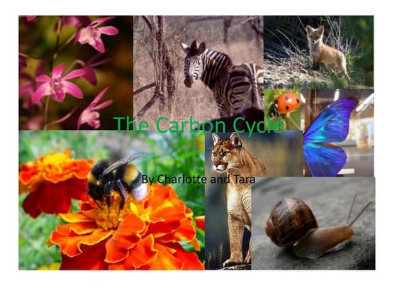 Carbon cycle ppt | PPTX