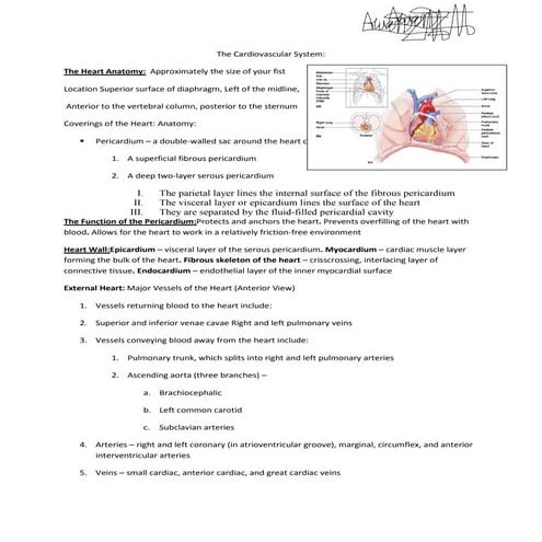 The cardiovascular system heart all | PDF