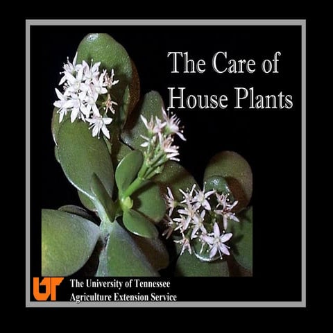 The Care of House Plants | PPT