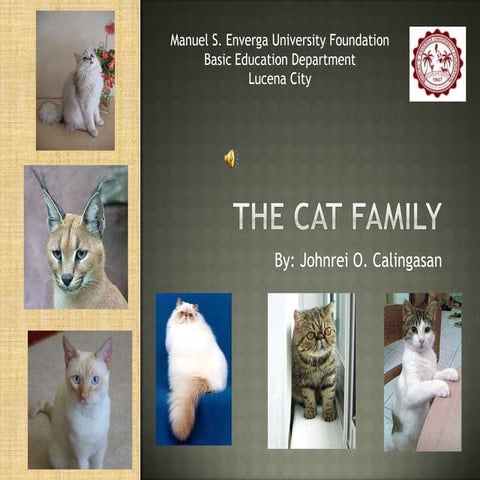 The cat family | PPTX
