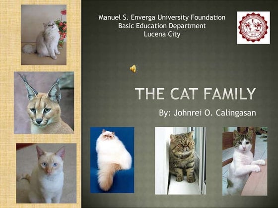 Cats Powerpoint | PPTX