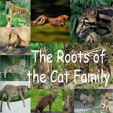 The Cat Family | PPTX