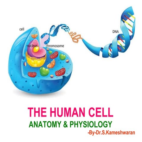 Human Cell Model For Kids
