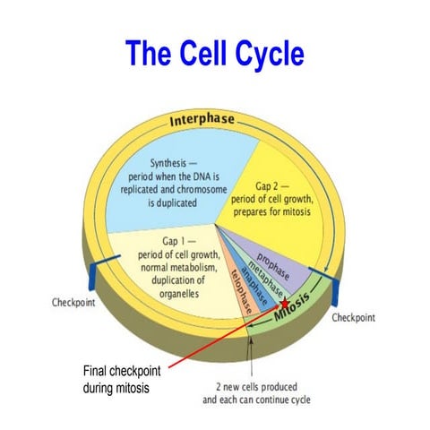 08 The cell cycle | PPT