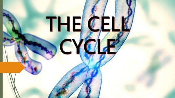 Cell Division Mitosis Xi Biology Tarini Pptx