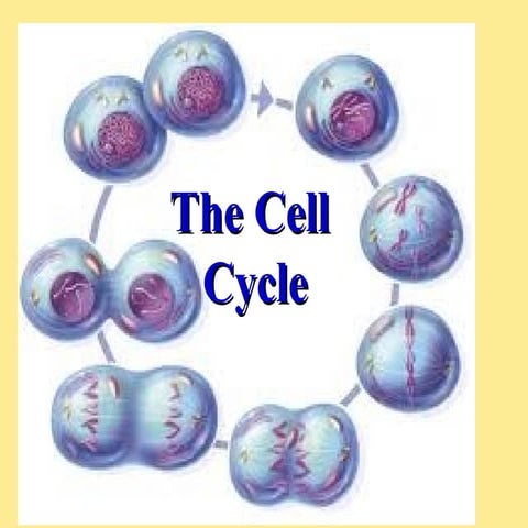 The cell cycle | PPT | Biological Sciences | Science