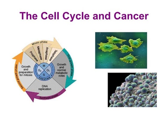 The Cell Cycle and Cancer | PPT | Cancer | Diseases and Conditions