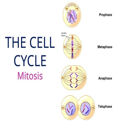 Comprehensive Overview of the Cell Cycle and Mitosis Process | PPTX