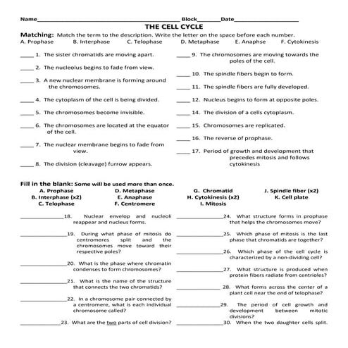 The Cell Cycle Worksheet Cell Cycle And Division: Modified True/False