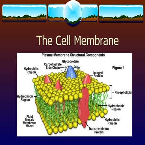 The Cell Membrane | PPT
