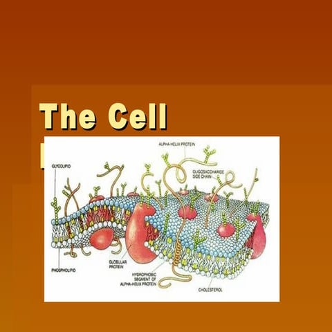 The Cell Membrane | PPT