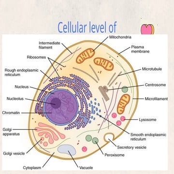 The Cellular basis of life powerpoint level 1 | PPTX
