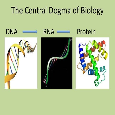 The central dogma | PPTX