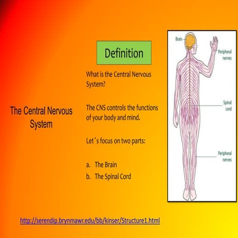 The central nervous system | PPT