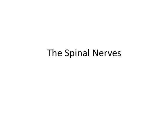 Cervical plexus | PPT