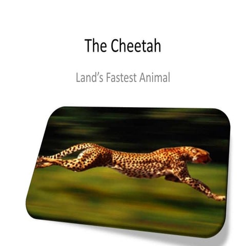 The Cheetah | PPTX | Reptiles | Pets