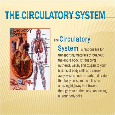 The circulatory system | PPT | Heart and Cardiovascular Diseases ...