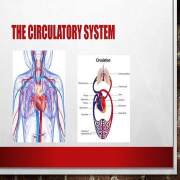 The circulatory system | PPT