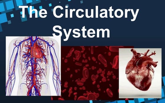 CIRCULATORY SYSTEM_CLASS 10th.pptx