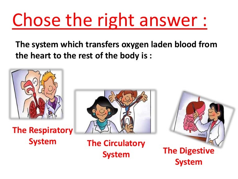 Circulatory System Vocabulary Words
