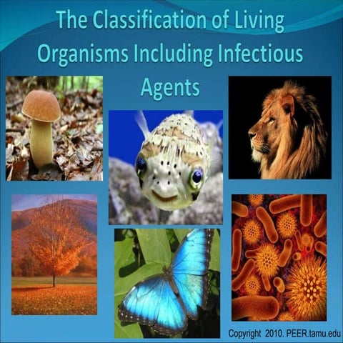 The Classification of Living organisms.ppt