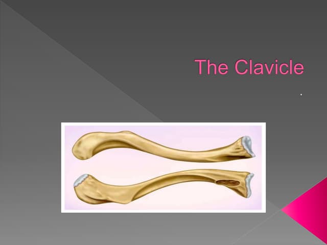 Clavicle bone Anatomy | PPTX