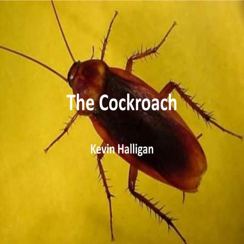 The cockroach | PPTX