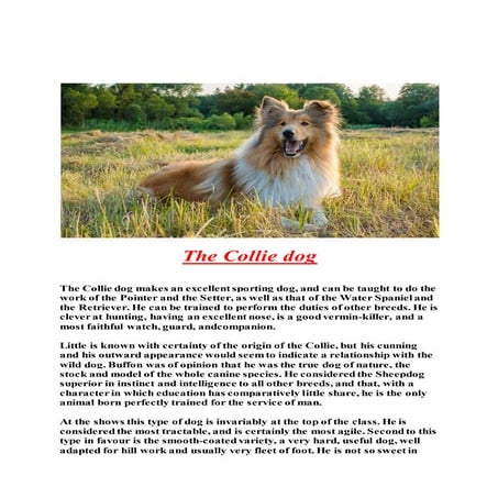 The collie dog | PDF
