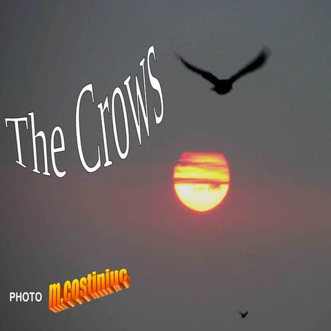 The Crows | PPS