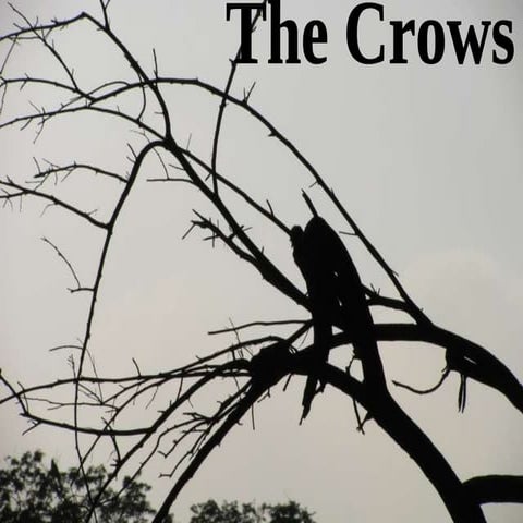 The Crows | PPT